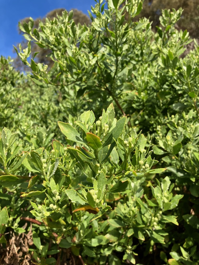 KC Weed of the Month - Kingborough Council