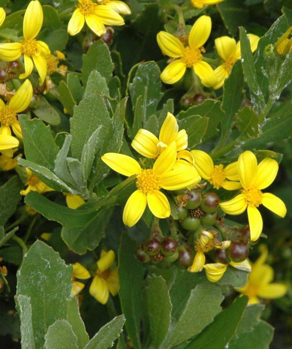 KC Weed of the Month - Kingborough Council