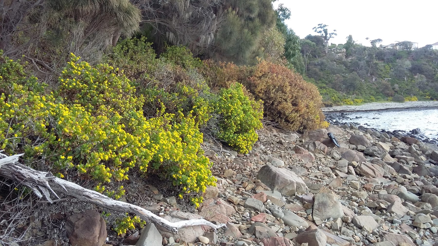 KC Weed of the Month - Kingborough Council