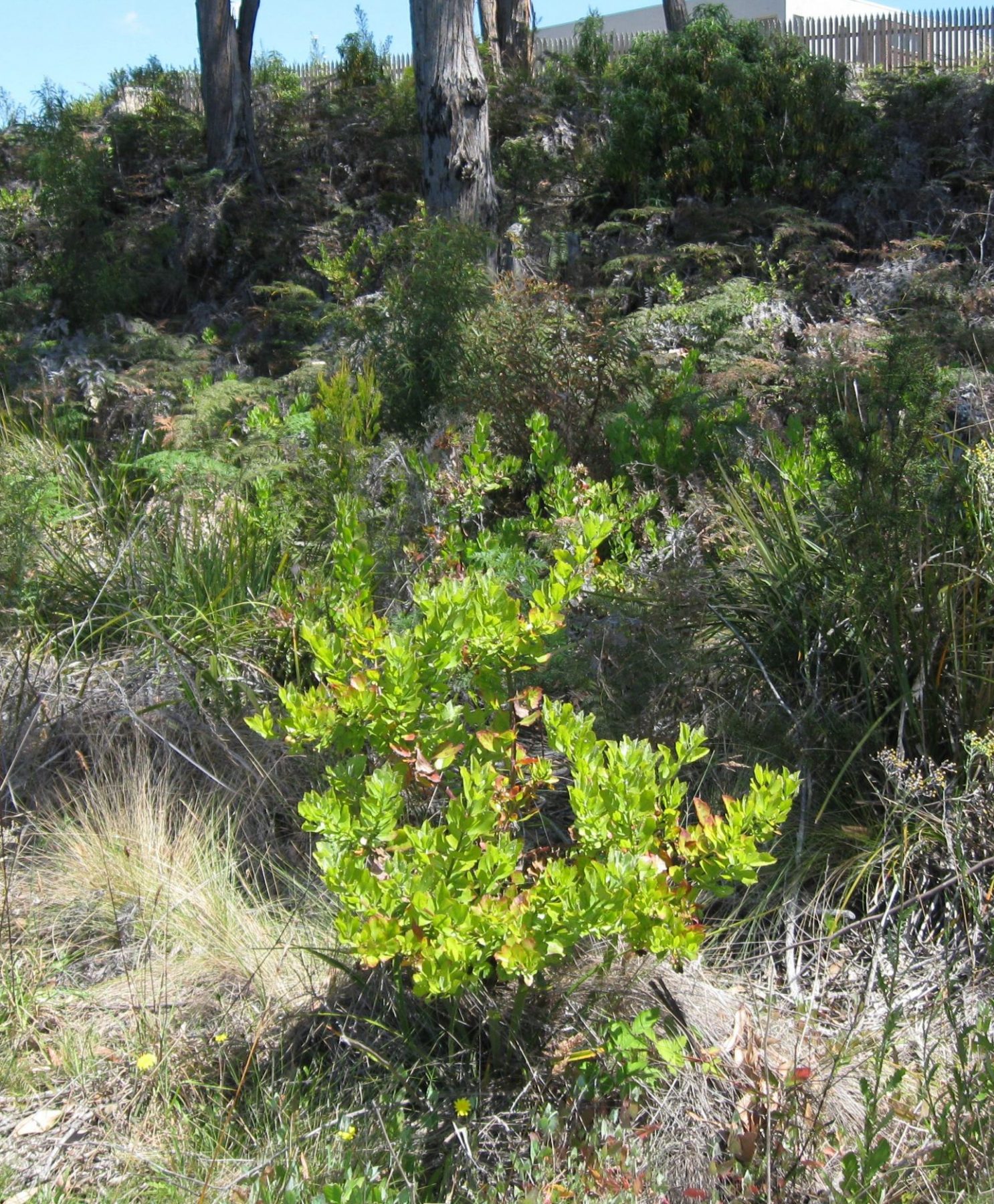 KC Weed of the Month - Kingborough Council